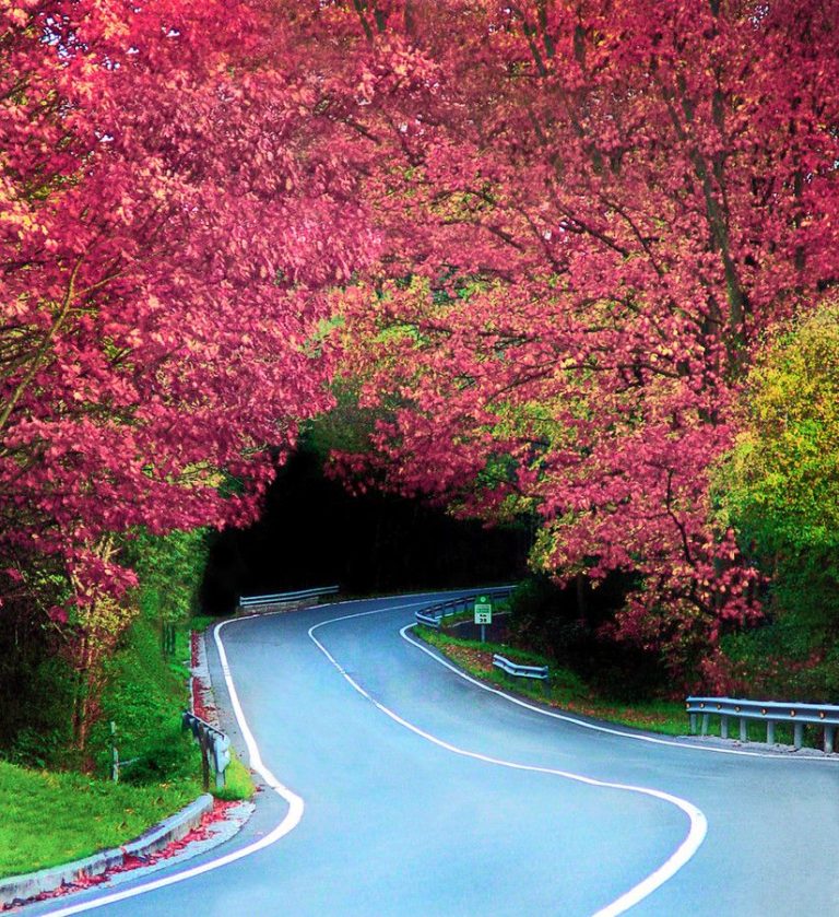 The Most Magical Pathways You’ve Seen in Your Life – Keep it Relax